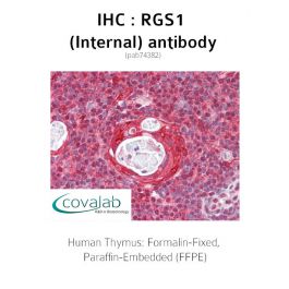 RGS1 (Internal) antibody