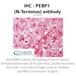 PEBP1 (N-Terminus) antibody