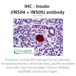 Insulin (INS04 + INS05) antibody