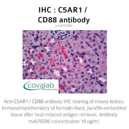 C5AR1 / CD88 antibody