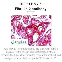 FBN2 / Fibrillin 2 antibody
