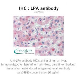 LPA antibody