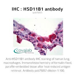 HSD11B1 antibody
