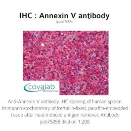 Annexin V antibody