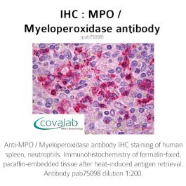 MPO / Myeloperoxidase antibody