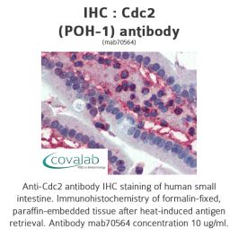 Cdc2 (POH-1) antibody