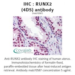 RUNX2 (4D5) antibody