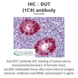 DUT (1C9) antibody