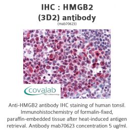 HMGB2 (3D2) antibody