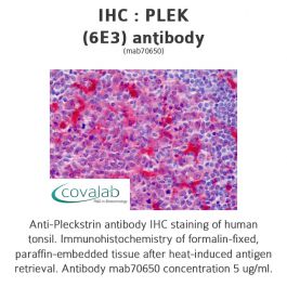 PLEK (6E3) antibody