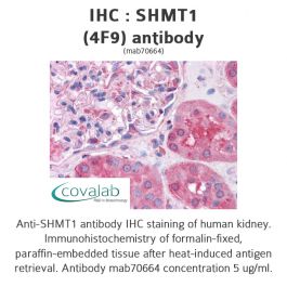 SHMT1 (4F9) antibody
