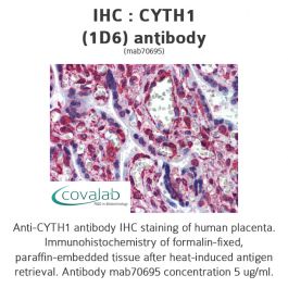 CYTH1 (1D6) antibody