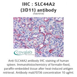 SLC44A2 (3D11) antibody
