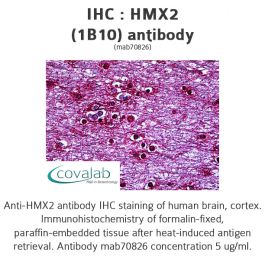 HMX2 (1B10) antibody