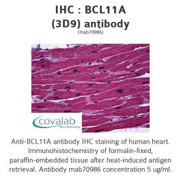 BCL11A (3D9) antibody