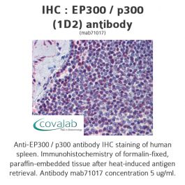EP300 / p300 (1D2) antibody
