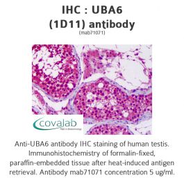 UBA6 (1D11) antibody