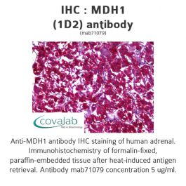 MDH1 (1D2) antibody