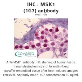 MSK1 (1G7) antibody