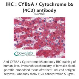 CYB5A / Cytochrome b5 (4C2) antibody