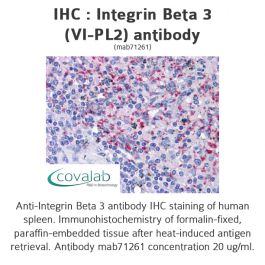 Integrin Beta 3 (VI-PL2) antibody