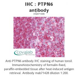 PTPN6 antibody