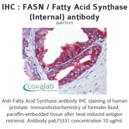 FASN / Fatty Acid Synthase (Internal) antibody