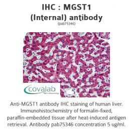 MGST1 (Internal) antibody