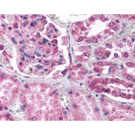 Dynamin-1-like protein antibody
