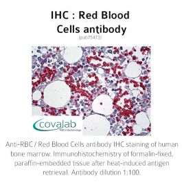 Red Blood Cells antibody