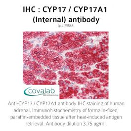 CYP17 / CYP17A1 (Internal) antibody