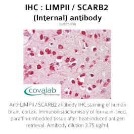 LIMPII / SCARB2 (Internal) antibody