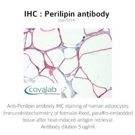 Perilipin antibody