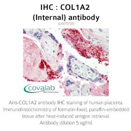 COL1A2 (Internal) antibody