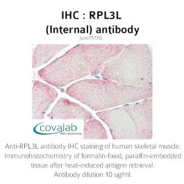 RPL3L (Internal) antibody