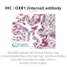 OXR1 (Internal) antibody