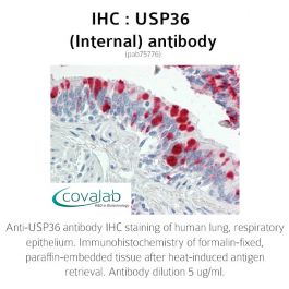 USP36 (Internal) antibody