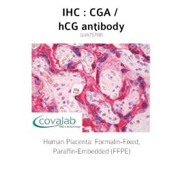 CGA / hCG antibody