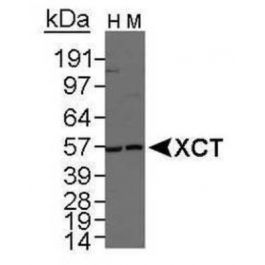 xCT antibody