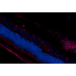 DNA/RNA Oxidative Damage Markers (15A3) antibody