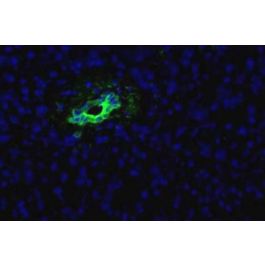 HPd2 antibody (DHIC2-5H10)