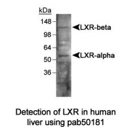 LXR antibody