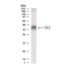 TAZ antibody
