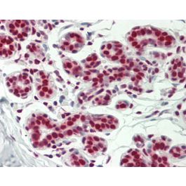 APEX1 antibody (6E10)